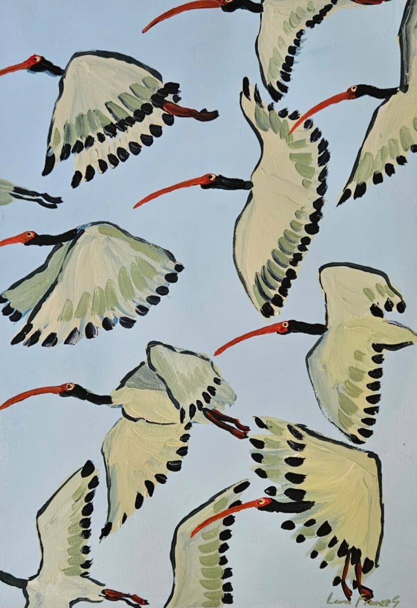 white ibis in flight – Lara Frances Art
